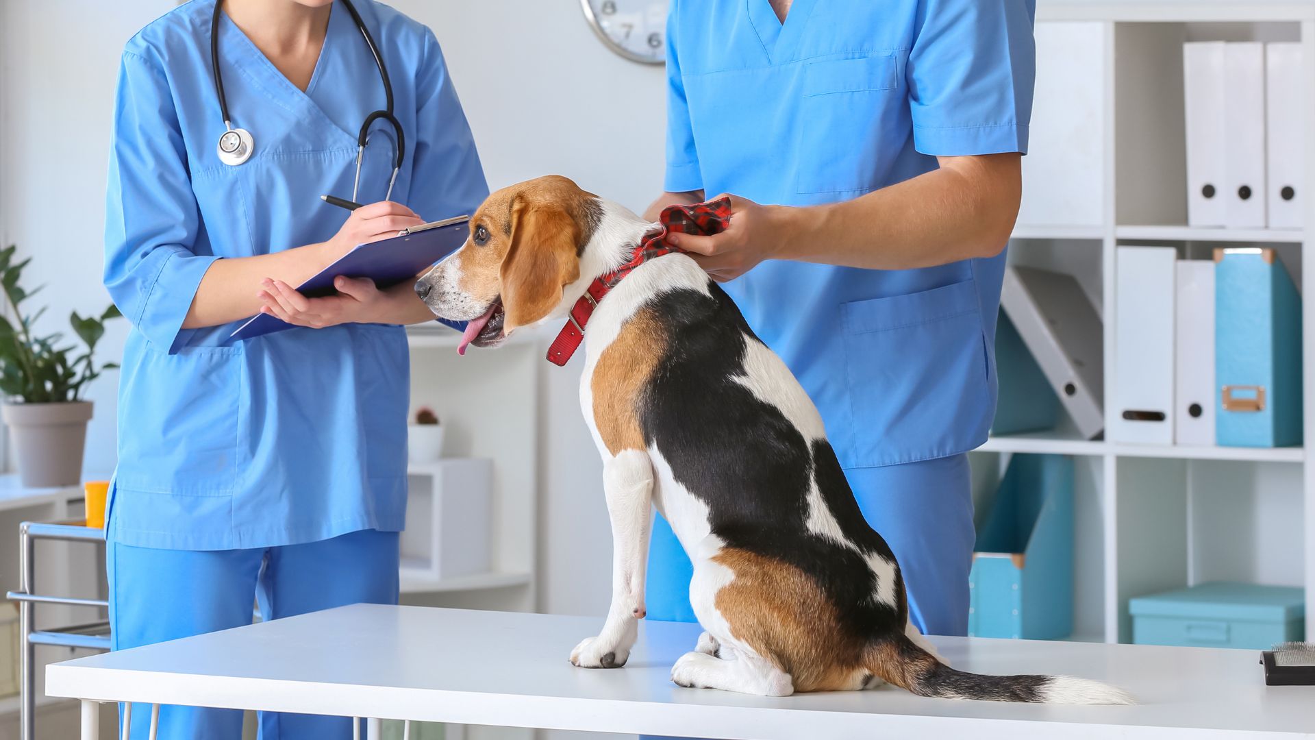 Canine Wellness Form | Circle C Animal Hospital Canine Wellness Form | Circle C Animal Hospital