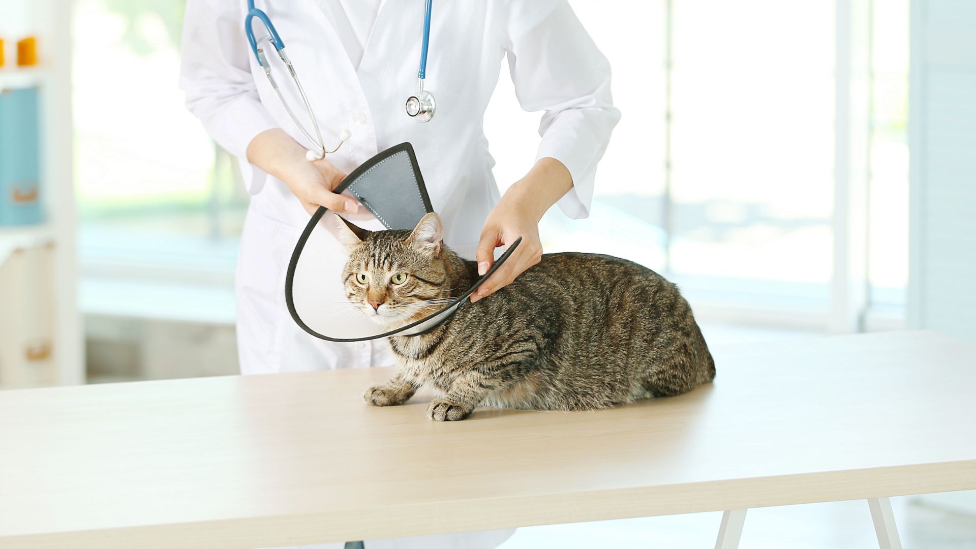 Pet Surgical Services In Austin, TX | Circle C Animal Hospital