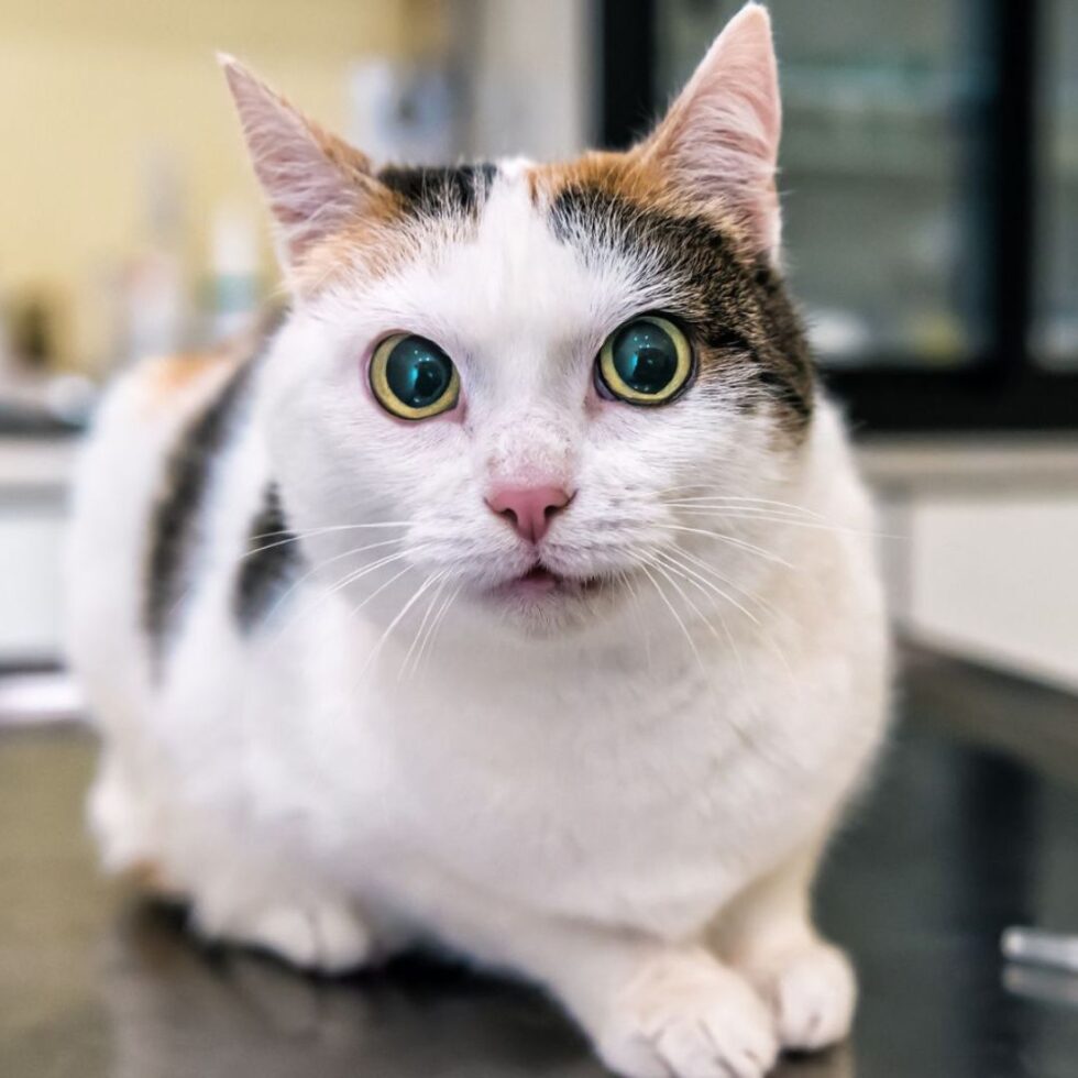 Pet Vaccinations In Austin, TX | Circle C Animal Hospital